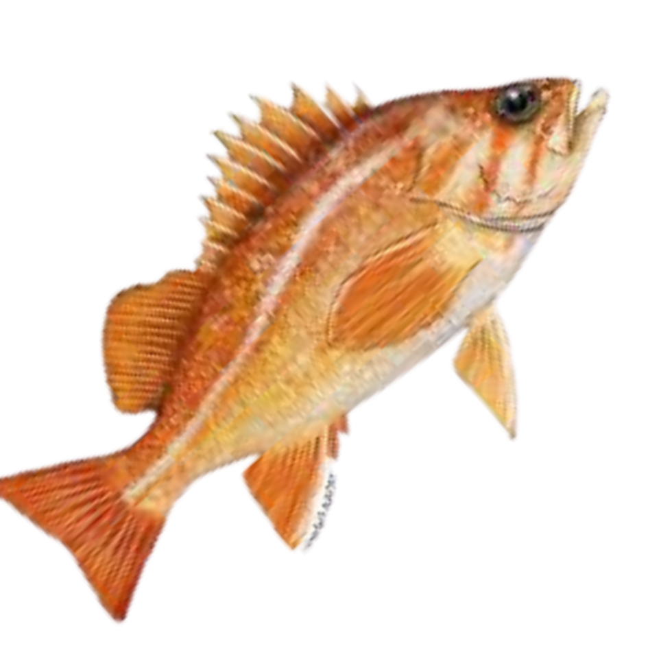 Home - Pacific NW Tackle Company